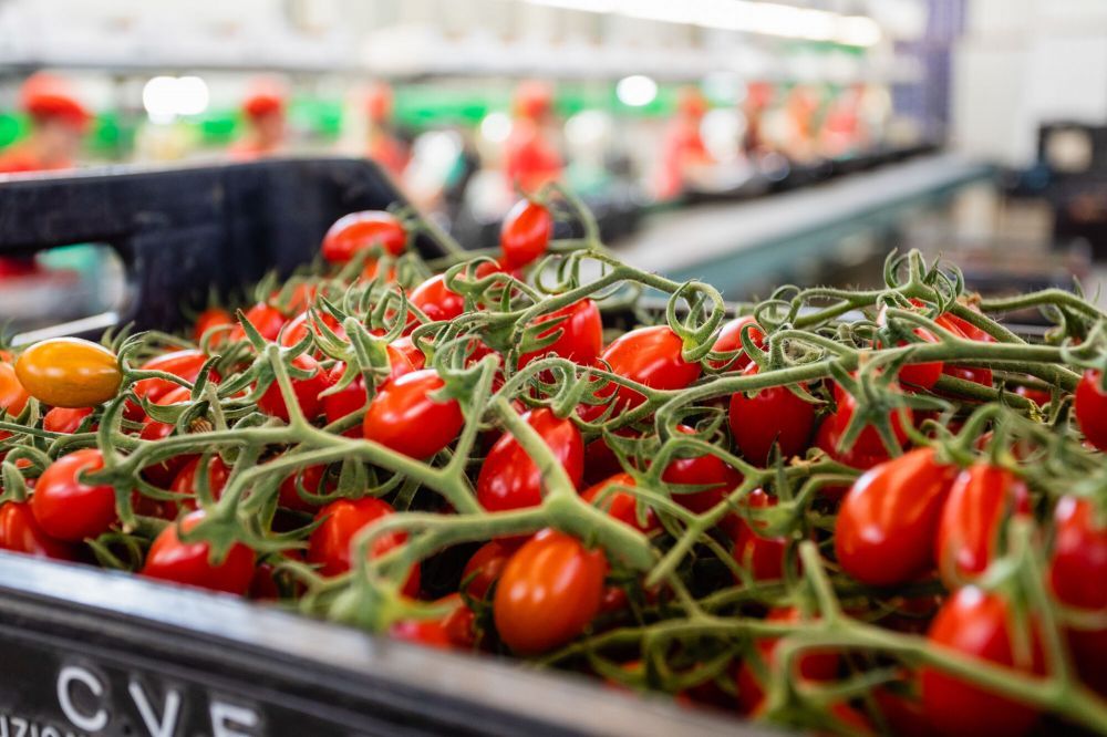 Freshness and quality on your table